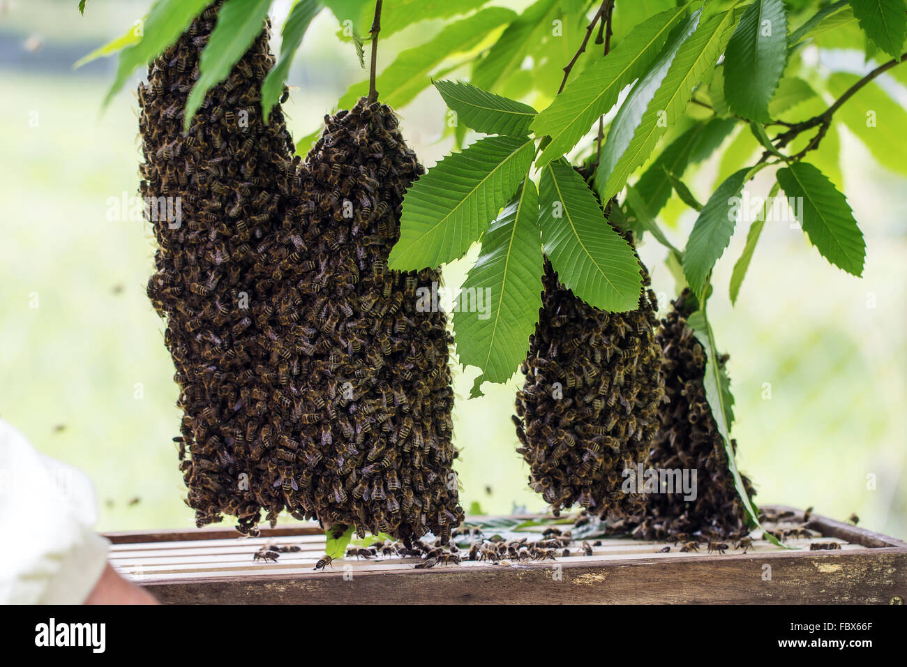 Swarming insects hi-res stock photography and images - Alamy
