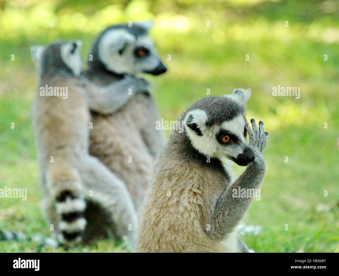 Lemurs family hi-res stock photography and images - Alamy