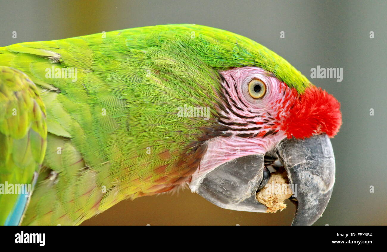 Parrot isolated side view hi-res stock photography and images - Alamy