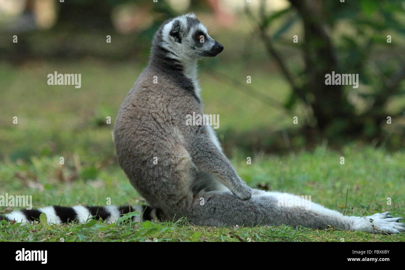 Beauty lemur portrait hi-res stock photography and images - Alamy