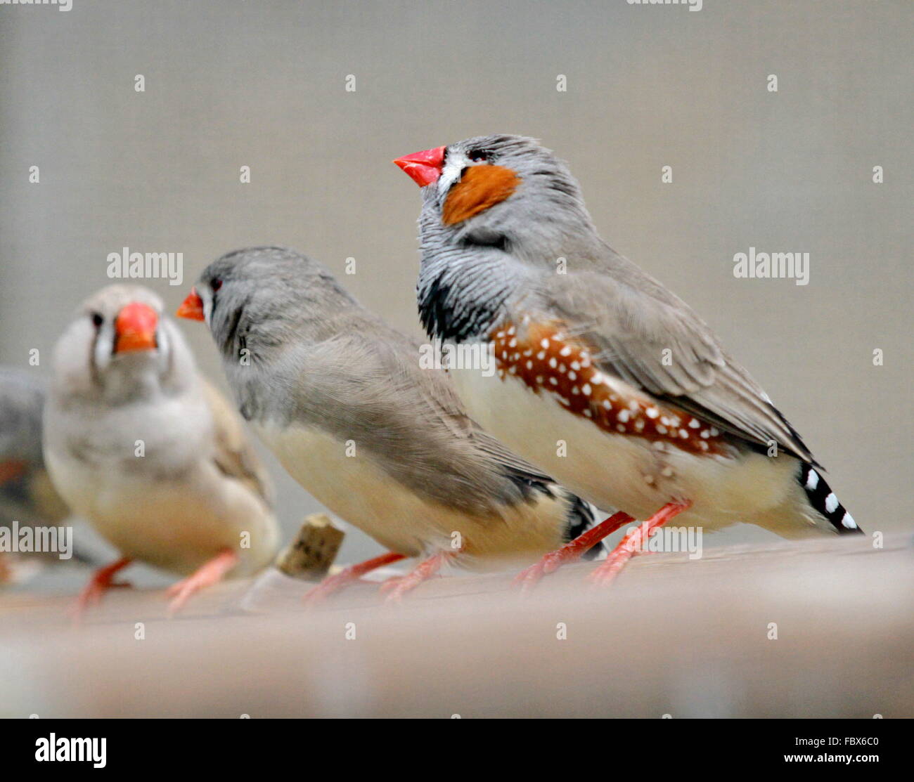 Birds of mindanao hi-res stock photography and images - Alamy