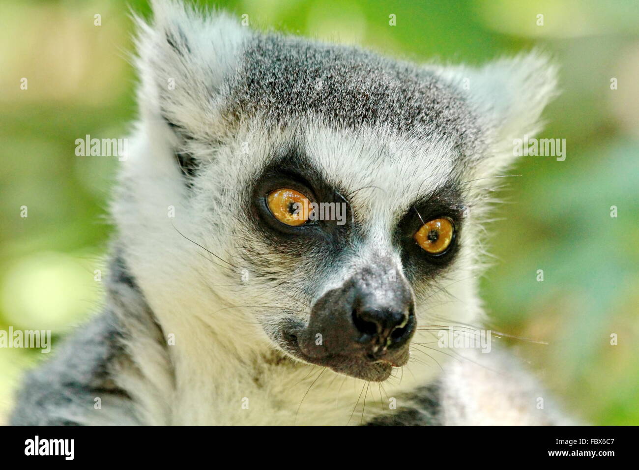 Beauty lemur portrait hi-res stock photography and images - Alamy