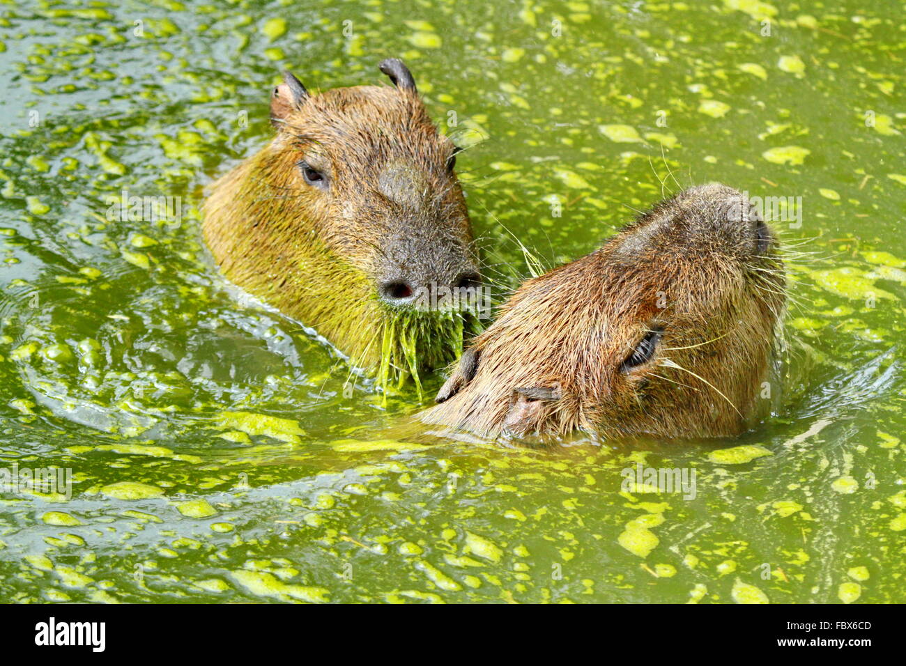 Two capybara hi-res stock photography and images - Alamy