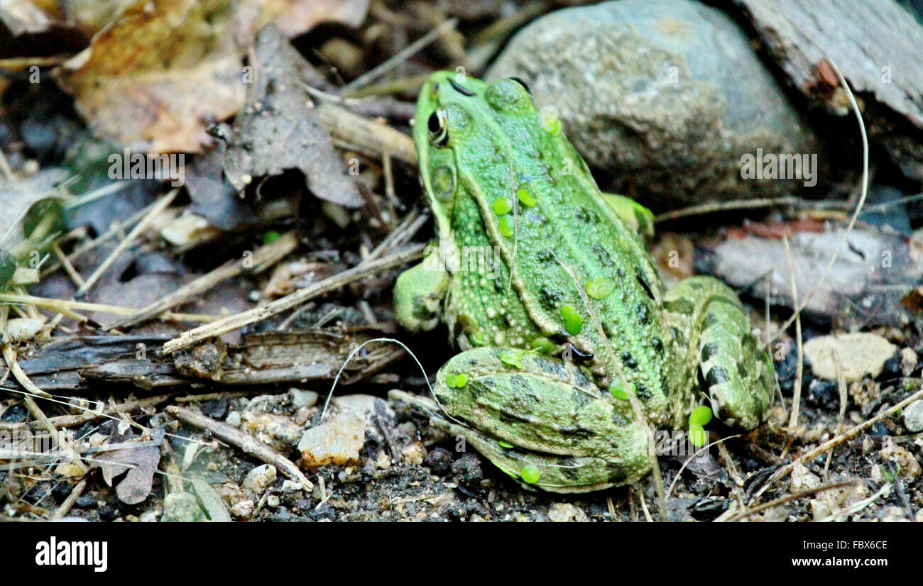 Green and yellow frog hi-res stock photography and images - Alamy