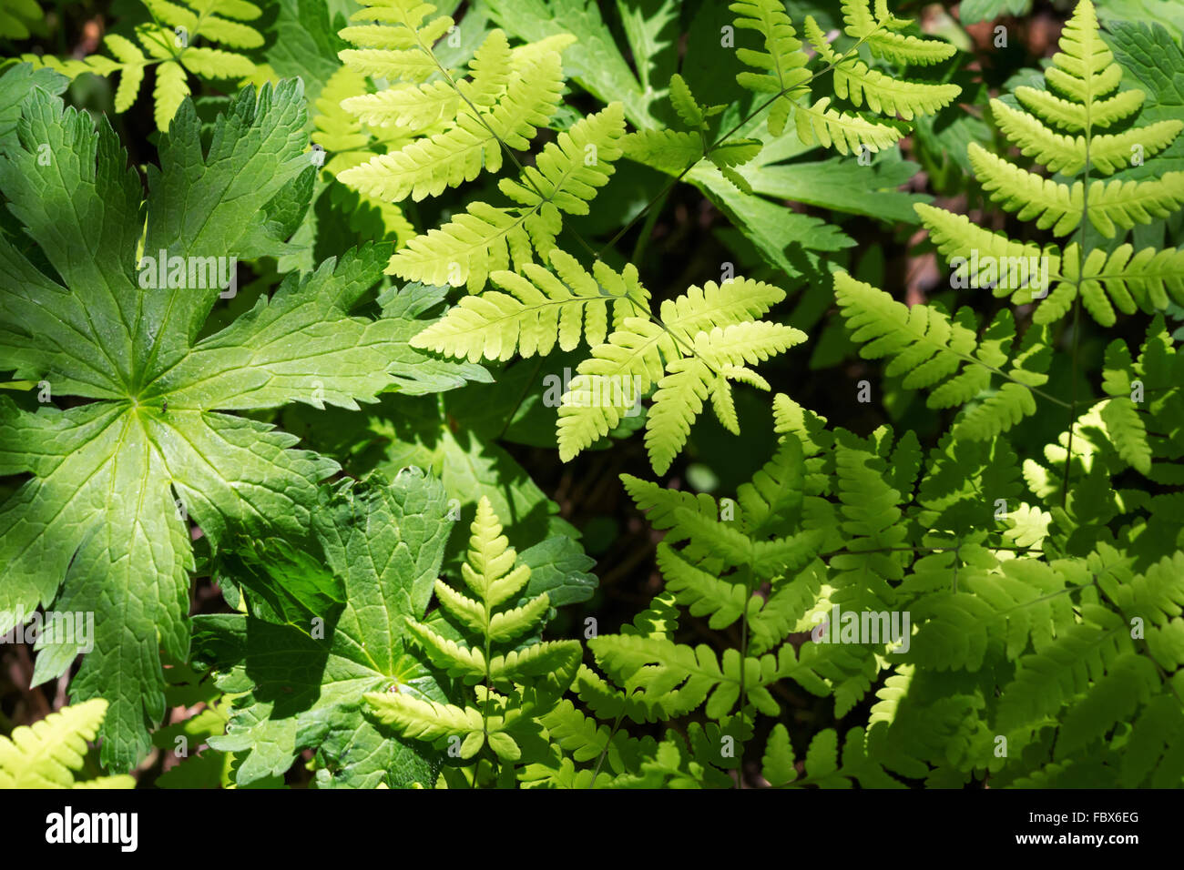 Beautiful forest grass close-up Stock Photo - Alamy