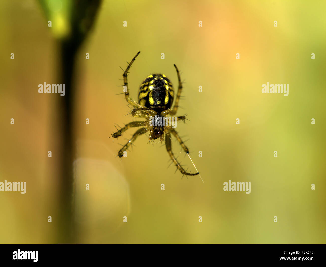 Linyphiidae hi-res stock photography and images - Alamy