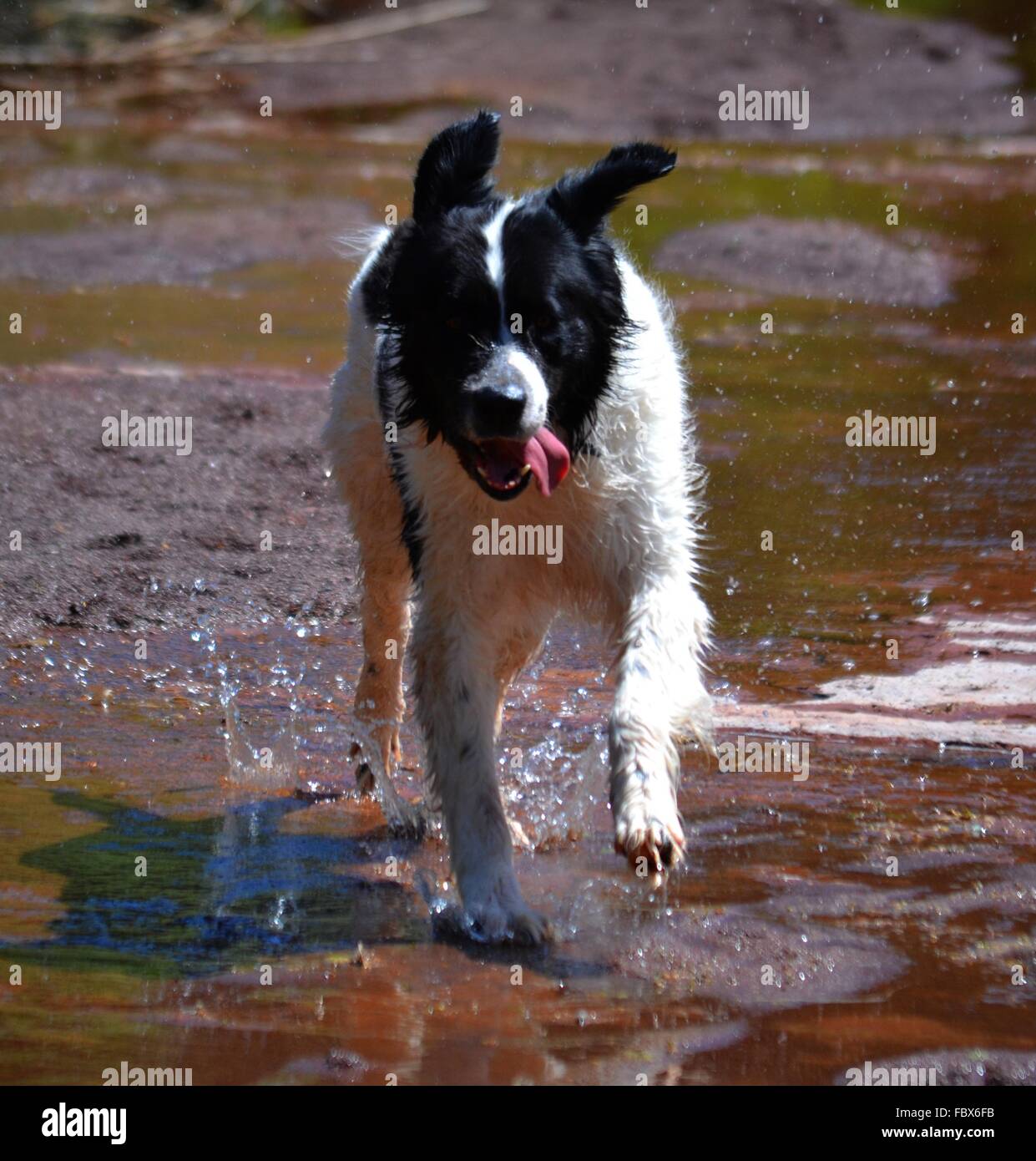landseer, landseer dog, newfoundland, puppy, water work, waterwork, dog ...
