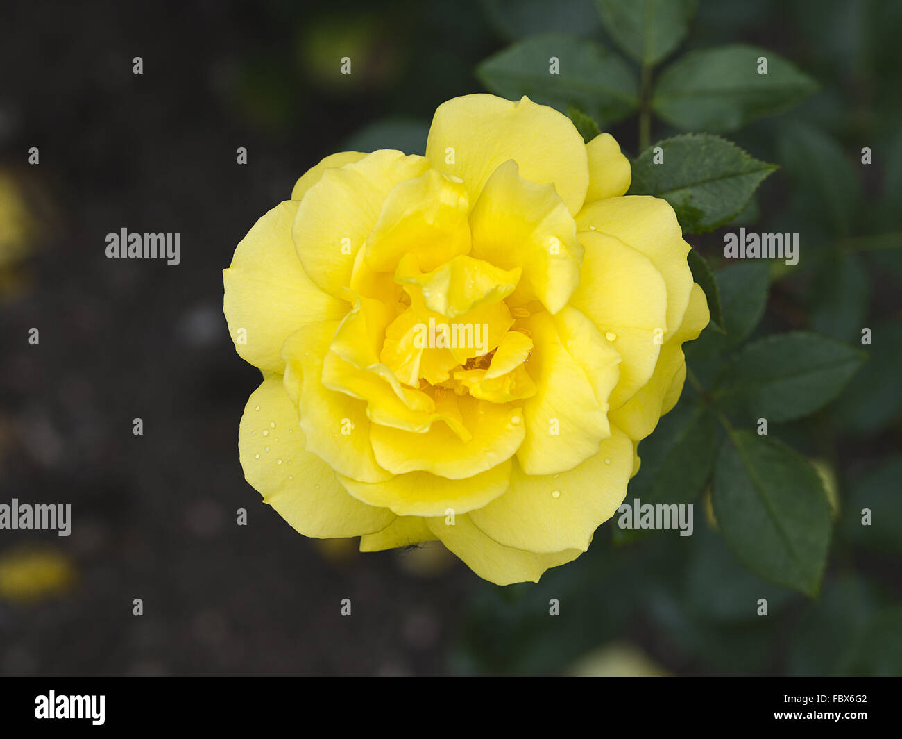 blossom of a rose Landora Stock Photo - Alamy