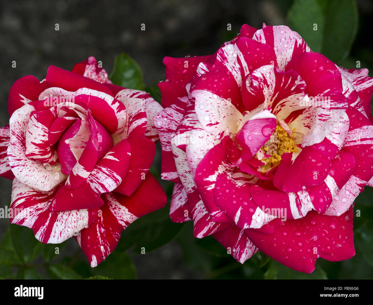 The Papageno High Resolution Stock Photography and Images - Alamy