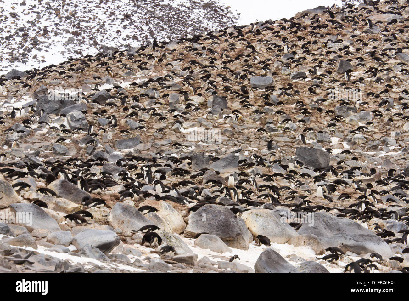 Nesting adelie penguins at rookery on Paulet Island, Antarctica Stock ...