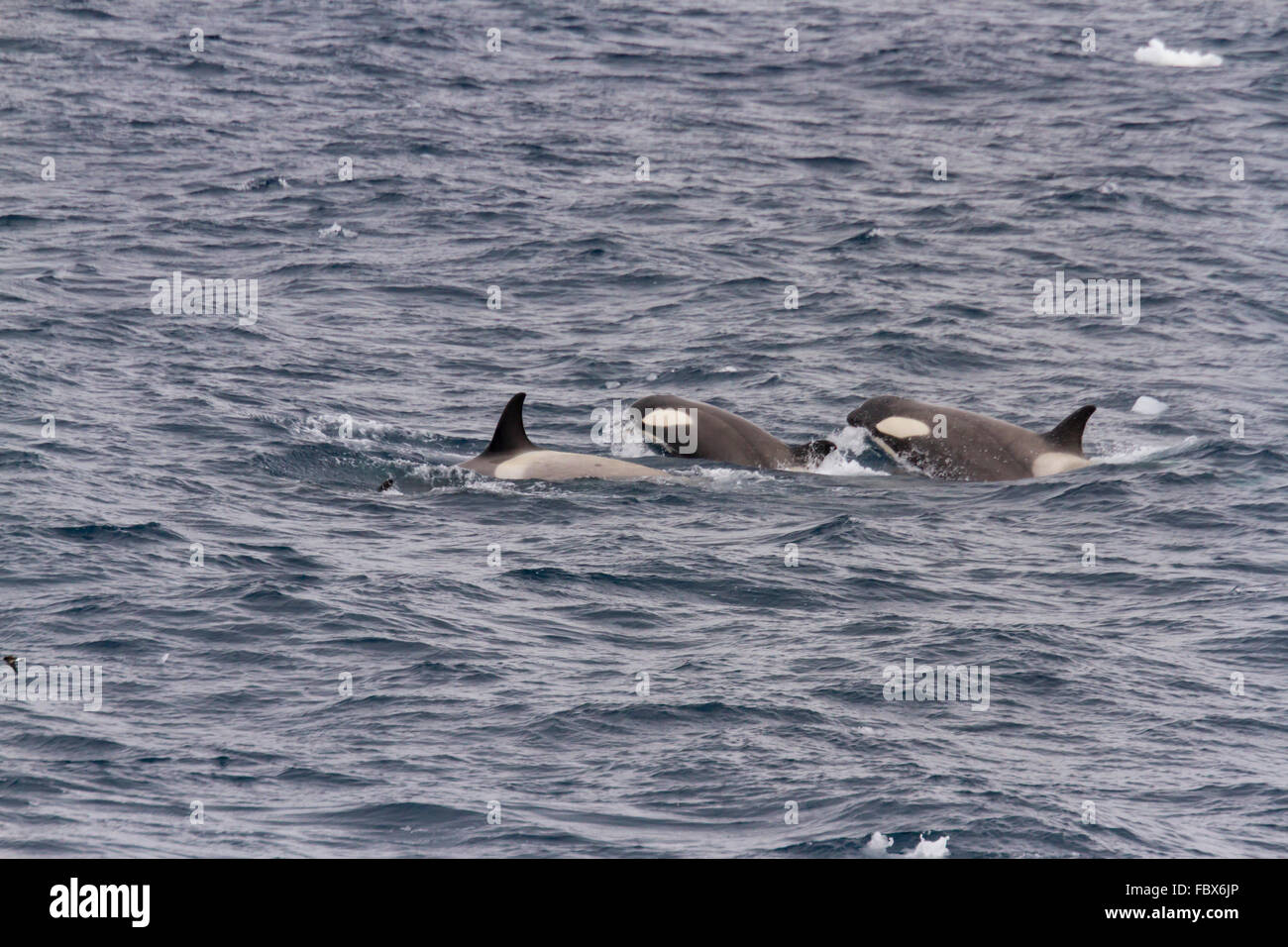 Orca fish hi-res stock photography and images - Alamy