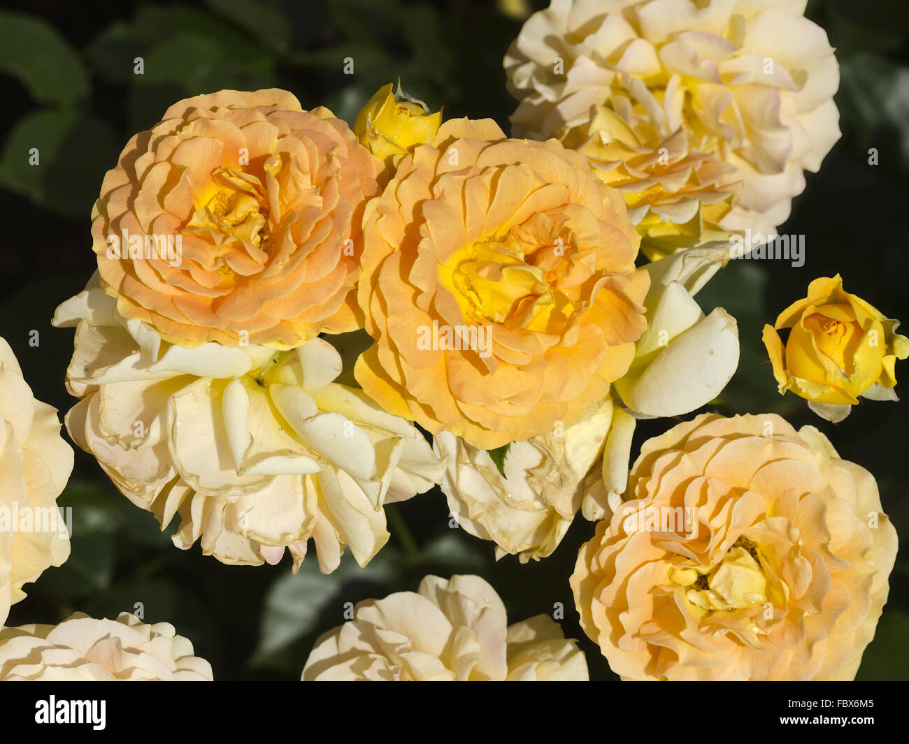 Goldelse hi-res stock photography and images - Alamy