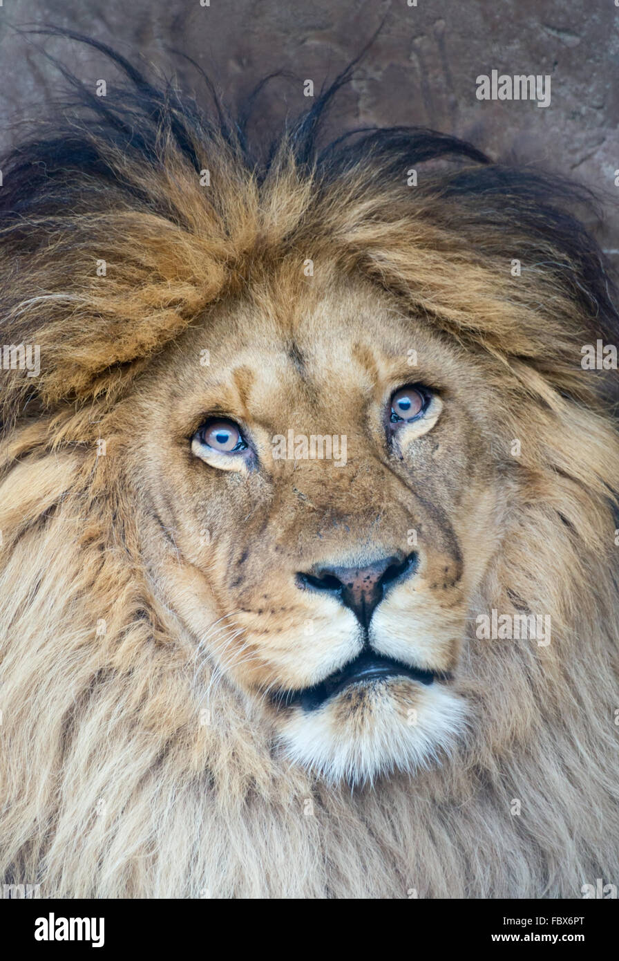 Portrait of a lion Stock Photo - Alamy