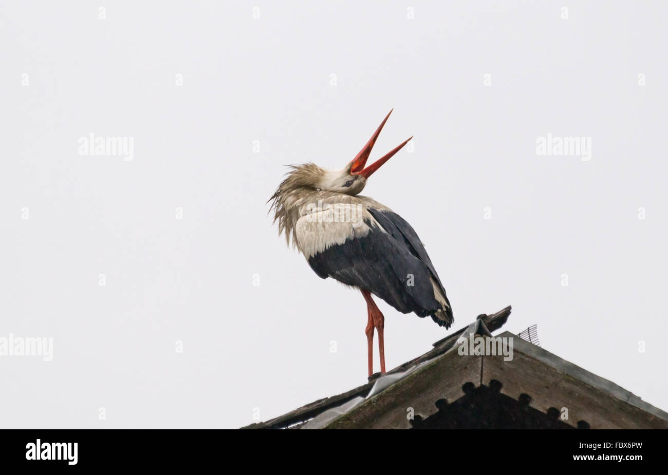 Mating posture hi-res stock photography and images - Alamy