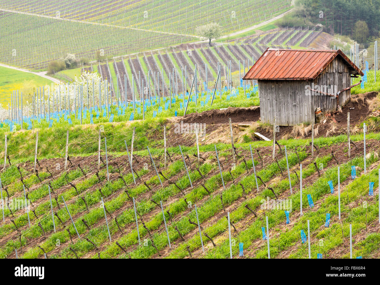 Pattern formed by rows of grape vines in vineyard Castell Stock Photo ...