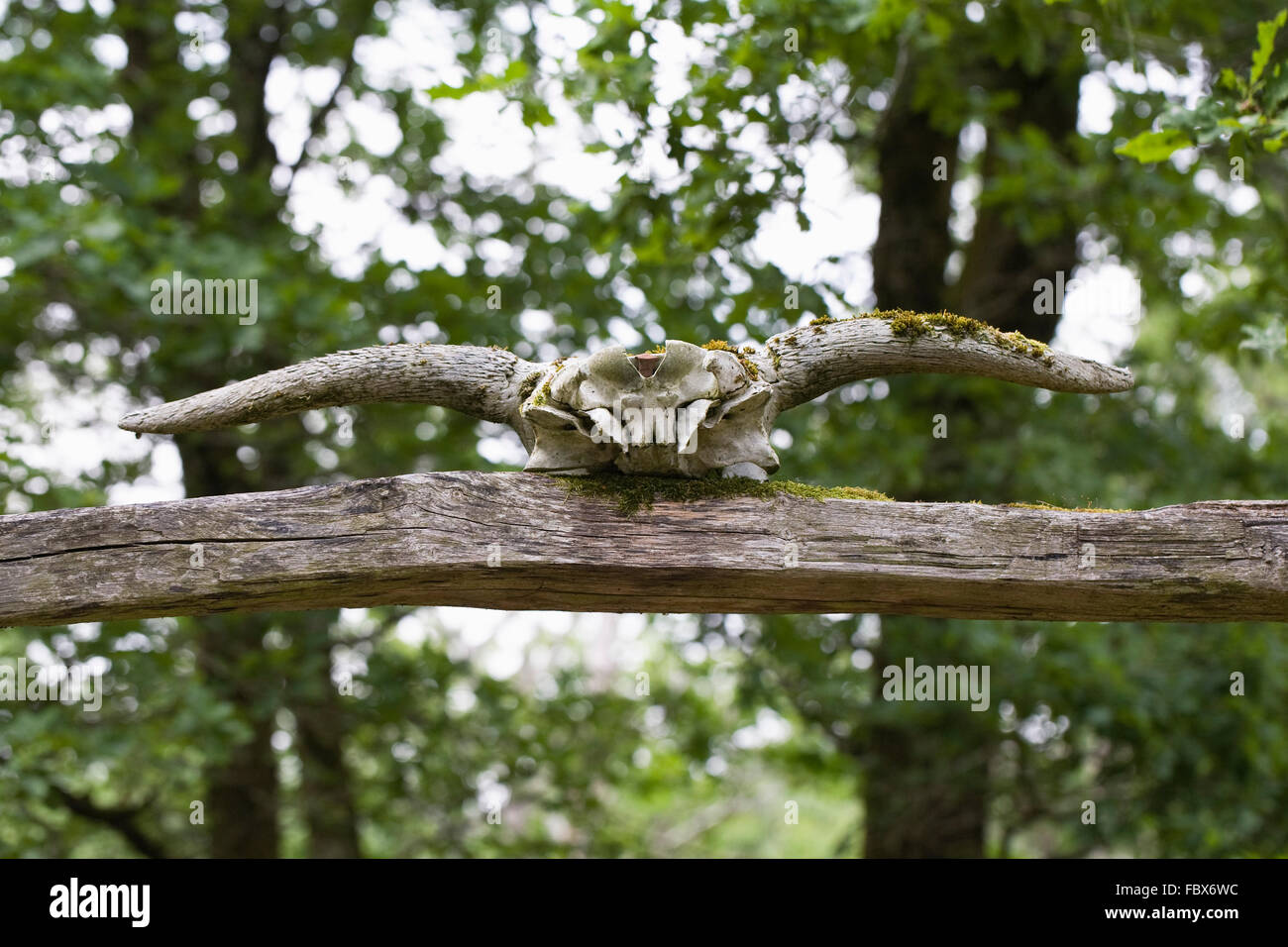 Esse gaulois hi-res stock photography and images - Alamy