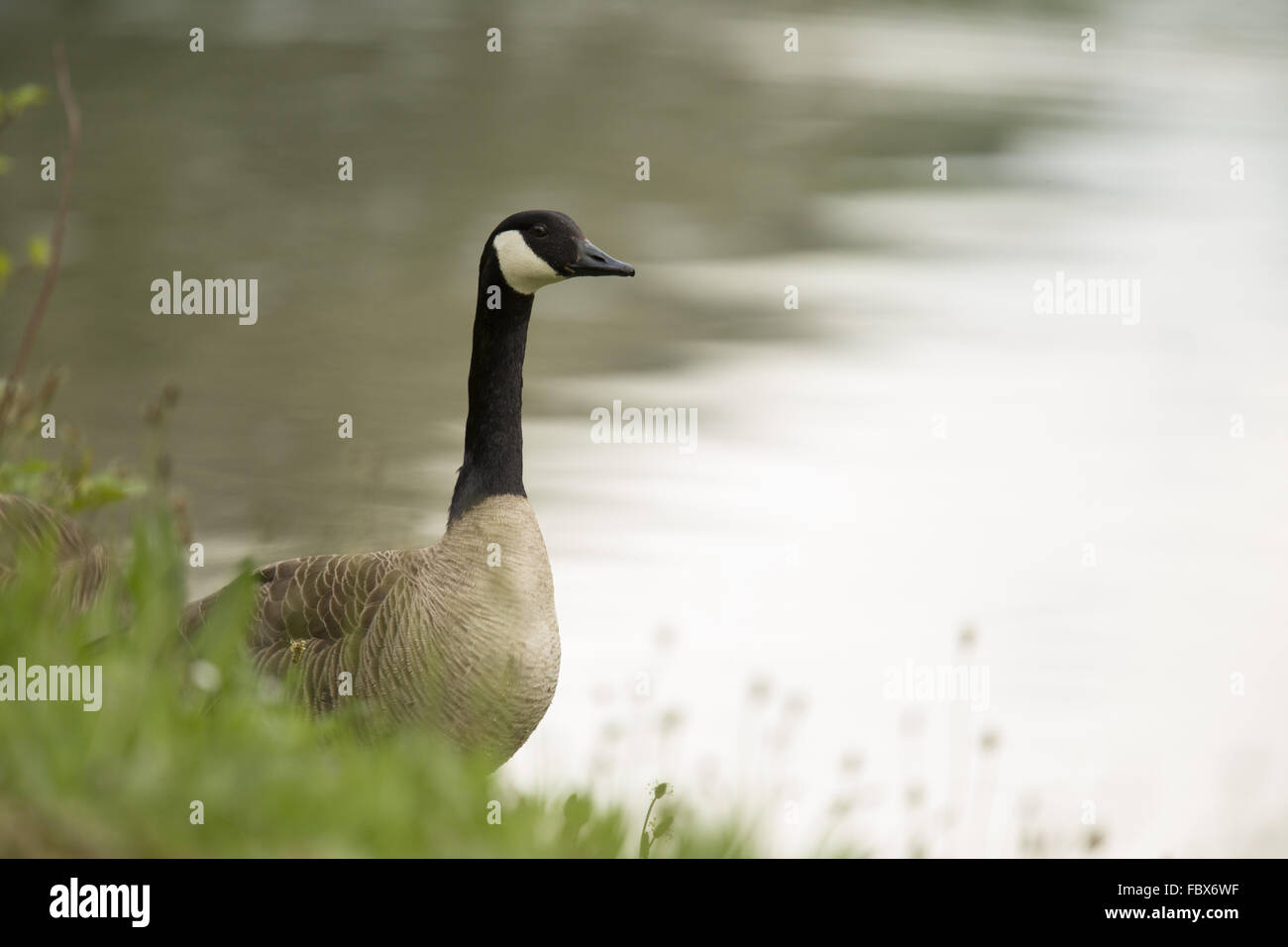 Canada Goose, Branta canadensis Stock Photo - Alamy