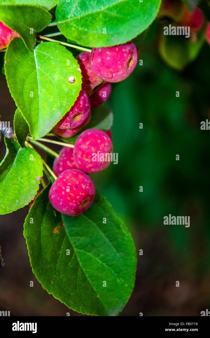 The fruits of the wild apple trees Stock Photo - Alamy