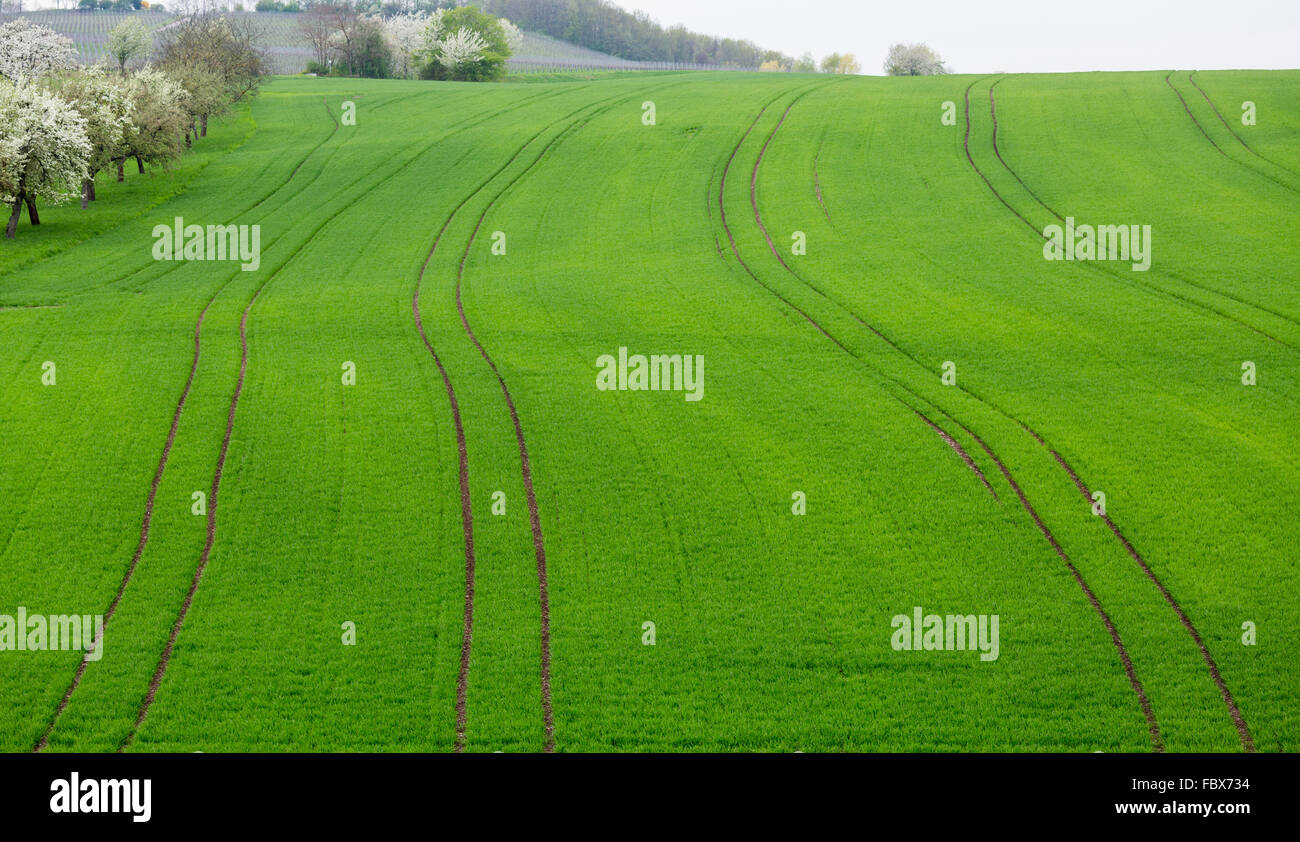 Old apple orchard by vines in Castell Germany Stock Photo - Alamy