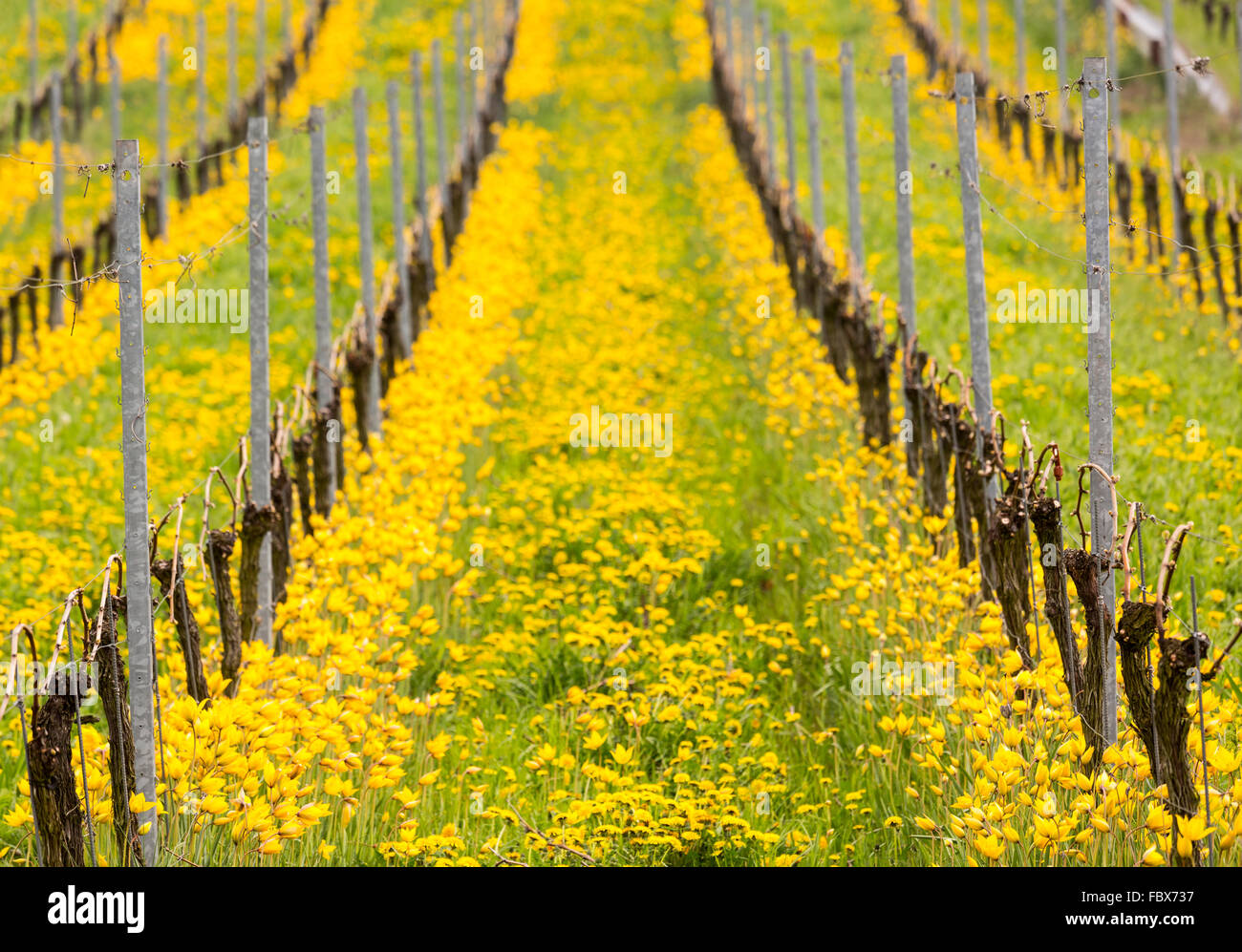 Close up of the yellow turkish tulip by old vine in vineyard Stock ...