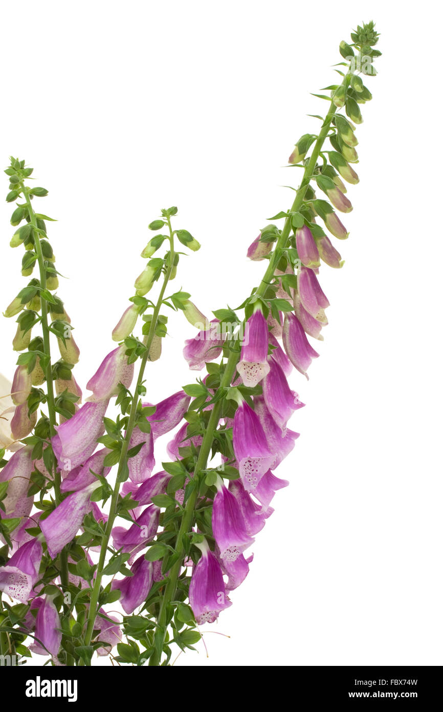 Digitalis purpur hi-res stock photography and images - Alamy