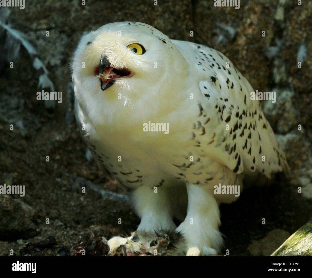 Snowy owl eating hi-res stock photography and images - Alamy