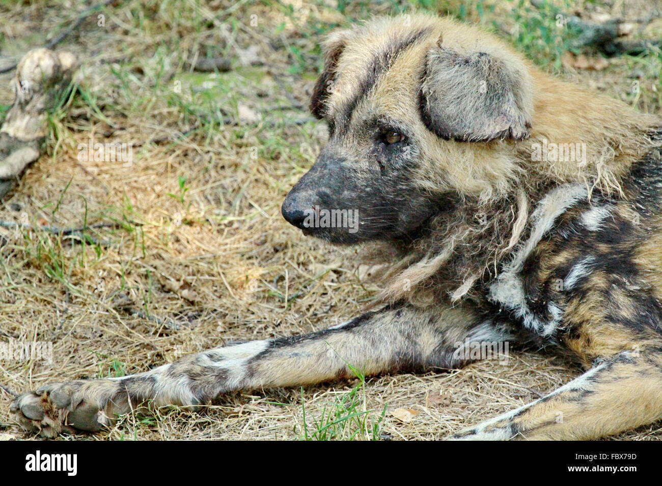 One african wild dog hi-res stock photography and images - Alamy
