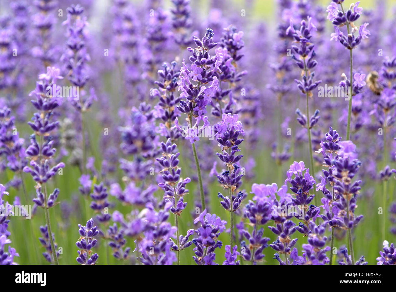 Lavandula angustifolia vera lavender flower hi-res stock photography ...