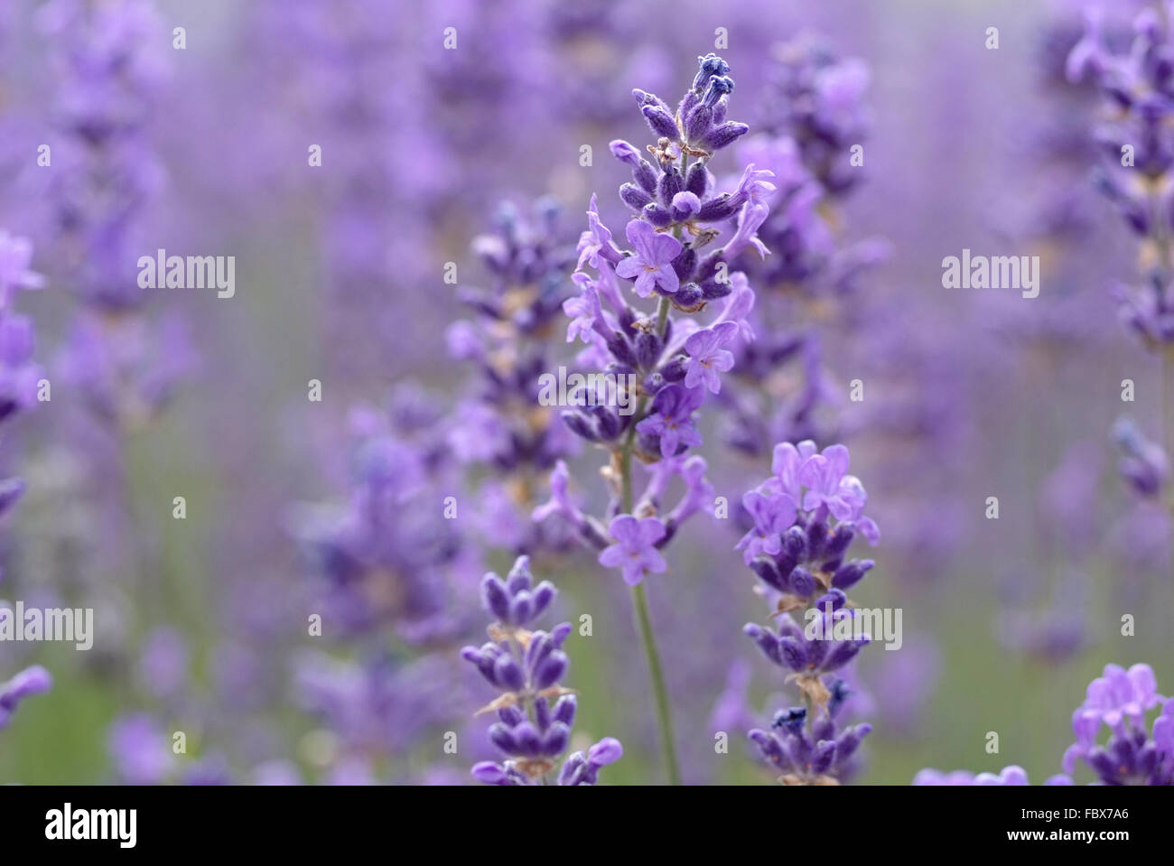 Lavendar oil production hi-res stock photography and images - Alamy