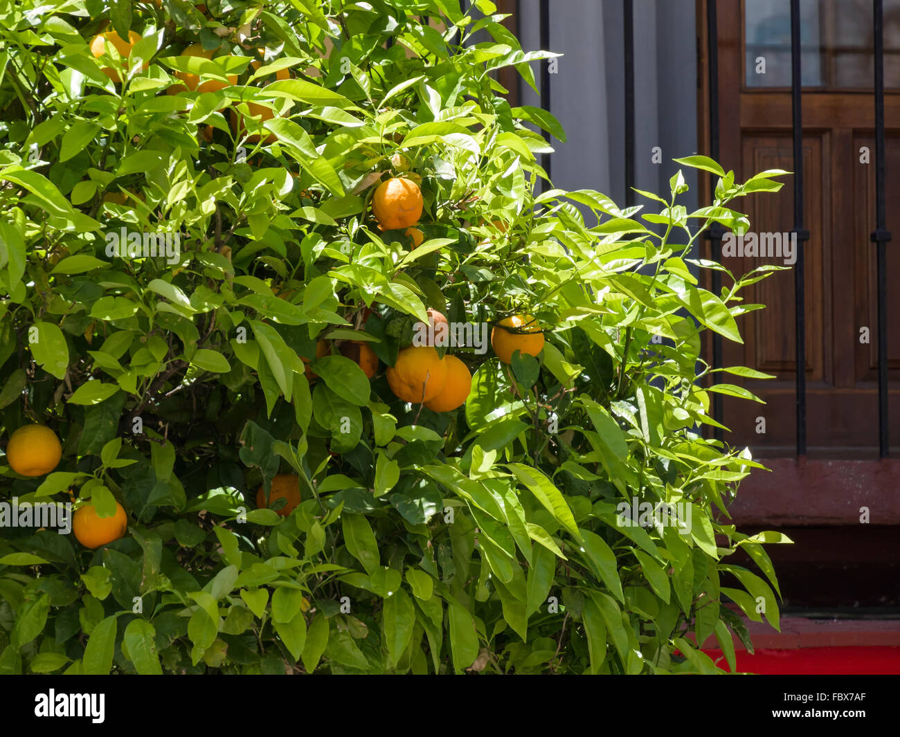 Tree laden with fruit hi-res stock photography and images - Alamy