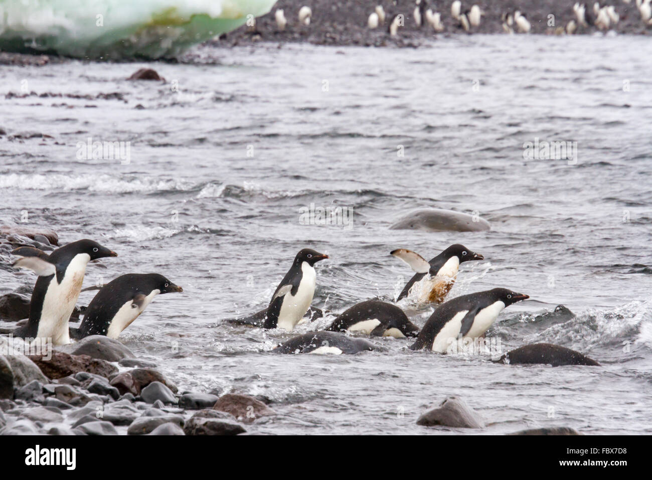 Adelie penguins diving and swimming off Paulet Island, Antarctica Stock ...