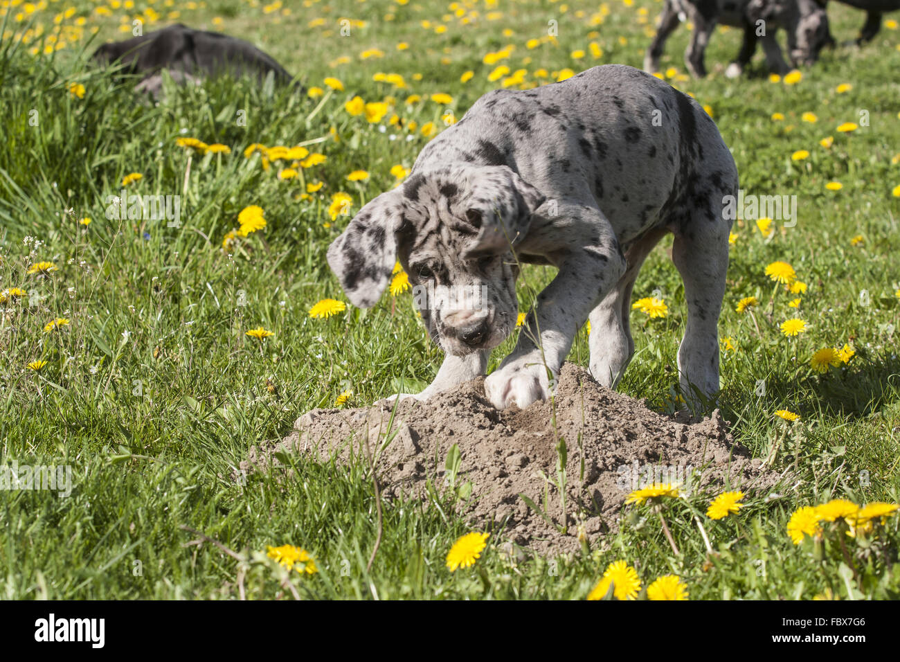 dig dog great dane puppy Stock Photo - Alamy