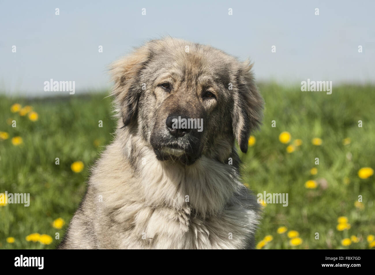Kawkaskaja Owtscharka Portrait Stock Photo - Alamy