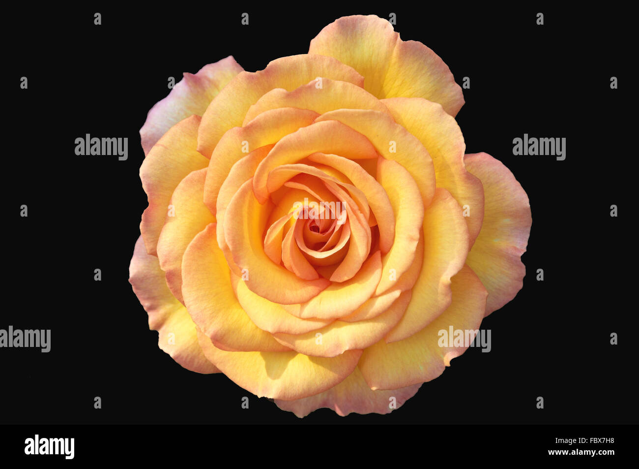 Garden cream tea hi-res stock photography and images - Alamy