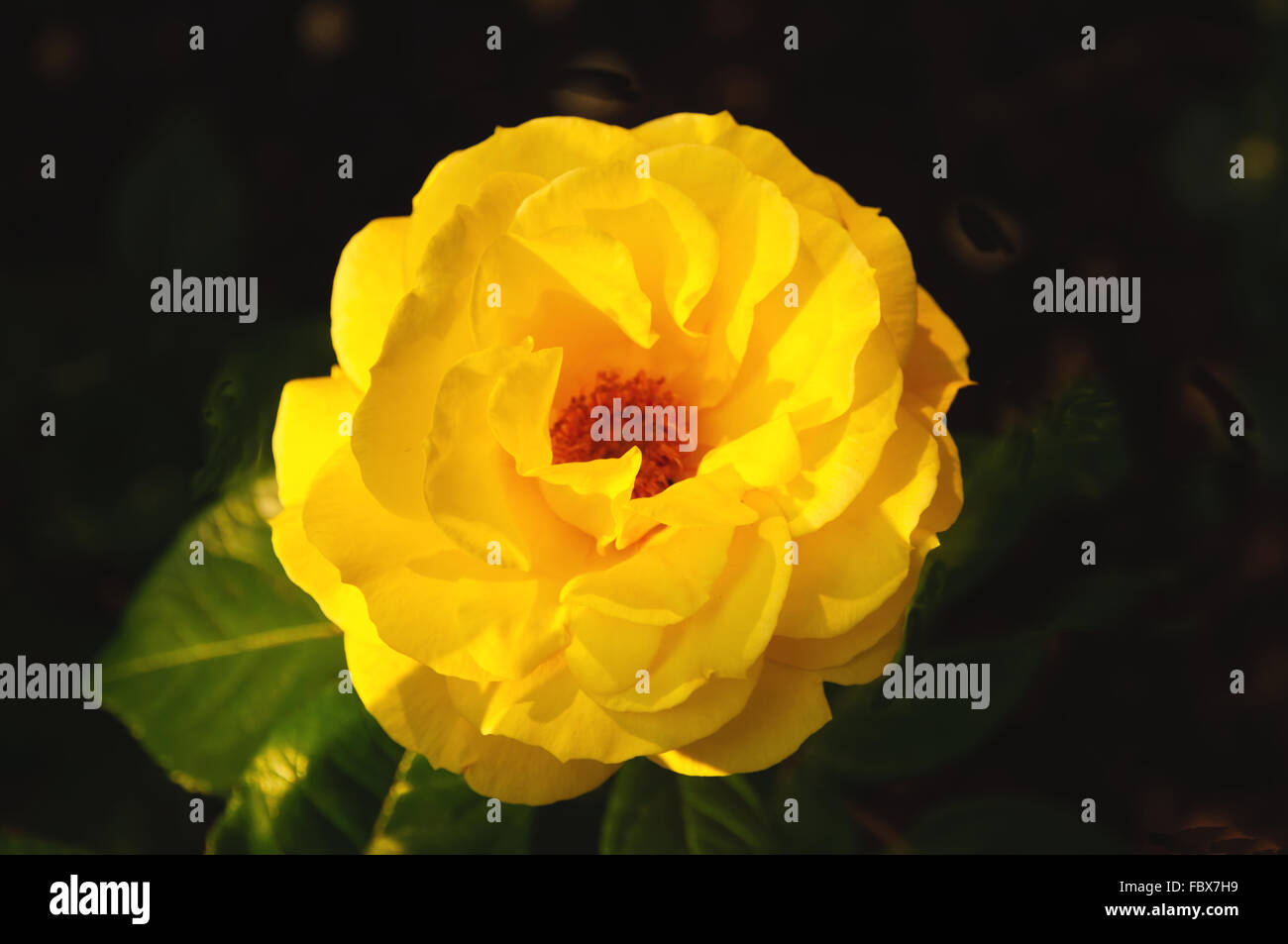 Yellow Hybrid Tea Rose Stock Photo - Alamy