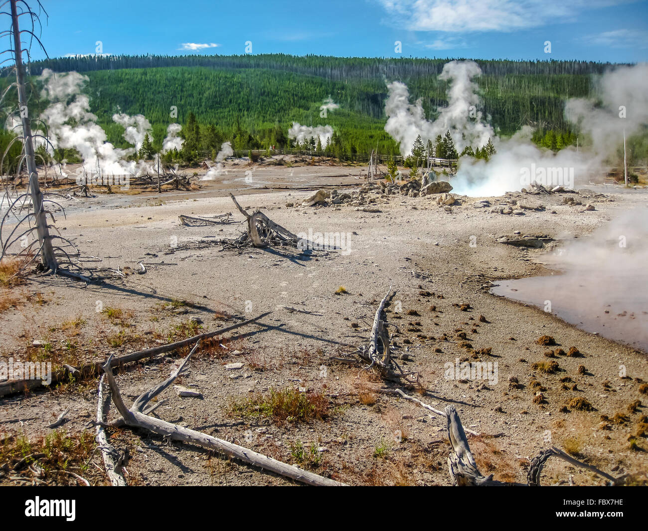 Dead trees in yellowstone hi-res stock photography and images - Alamy
