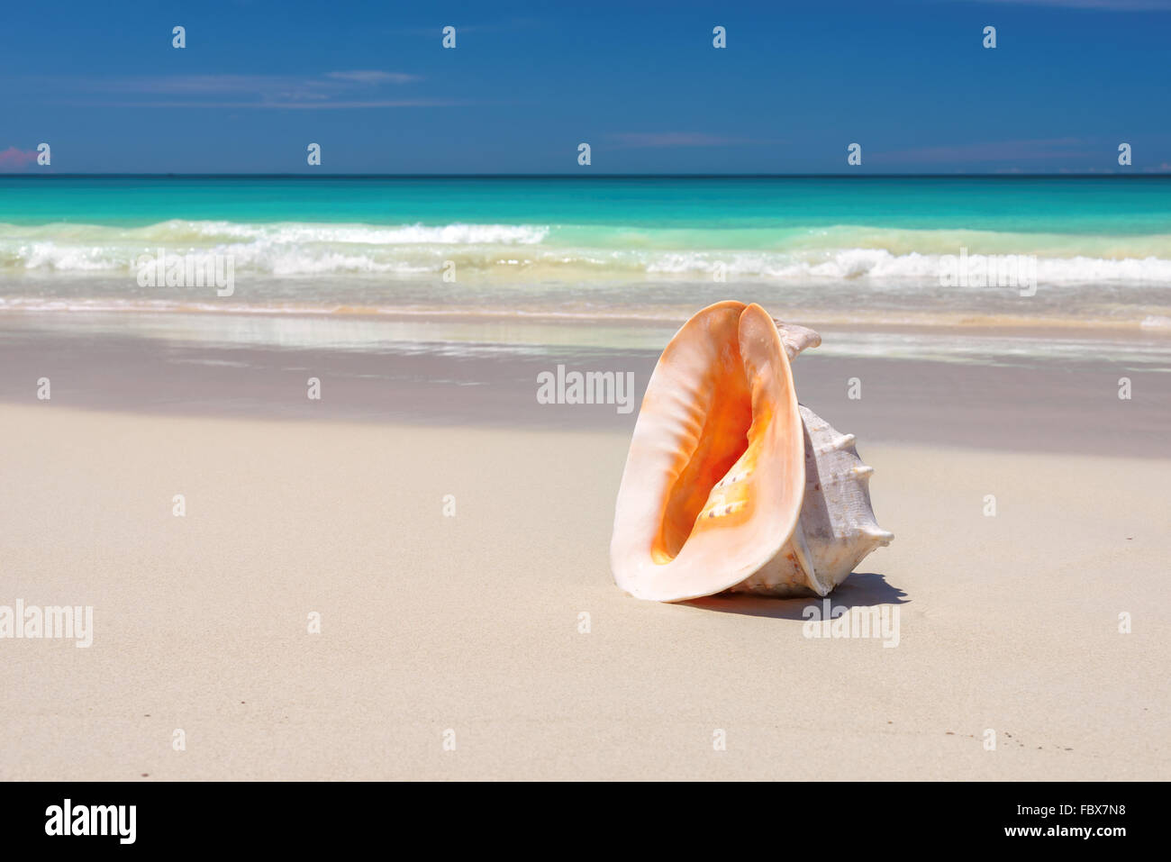 Shell on the beach Stock Photo - Alamy