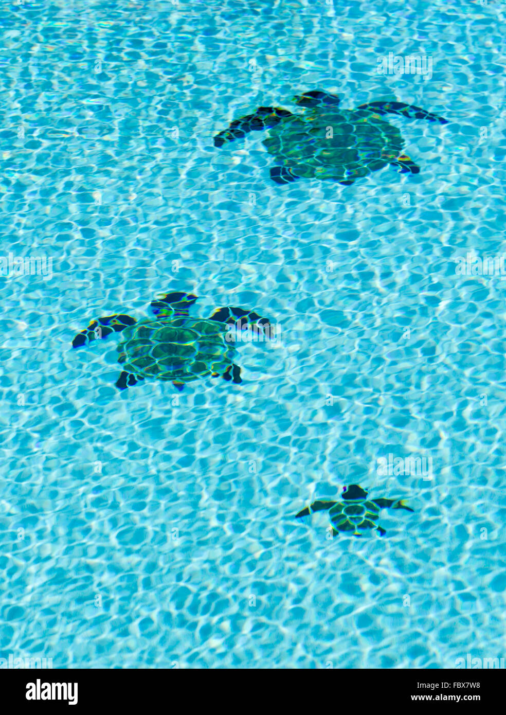 Three tiled turtles on bottom of swimming pool Stock Photo - Alamy