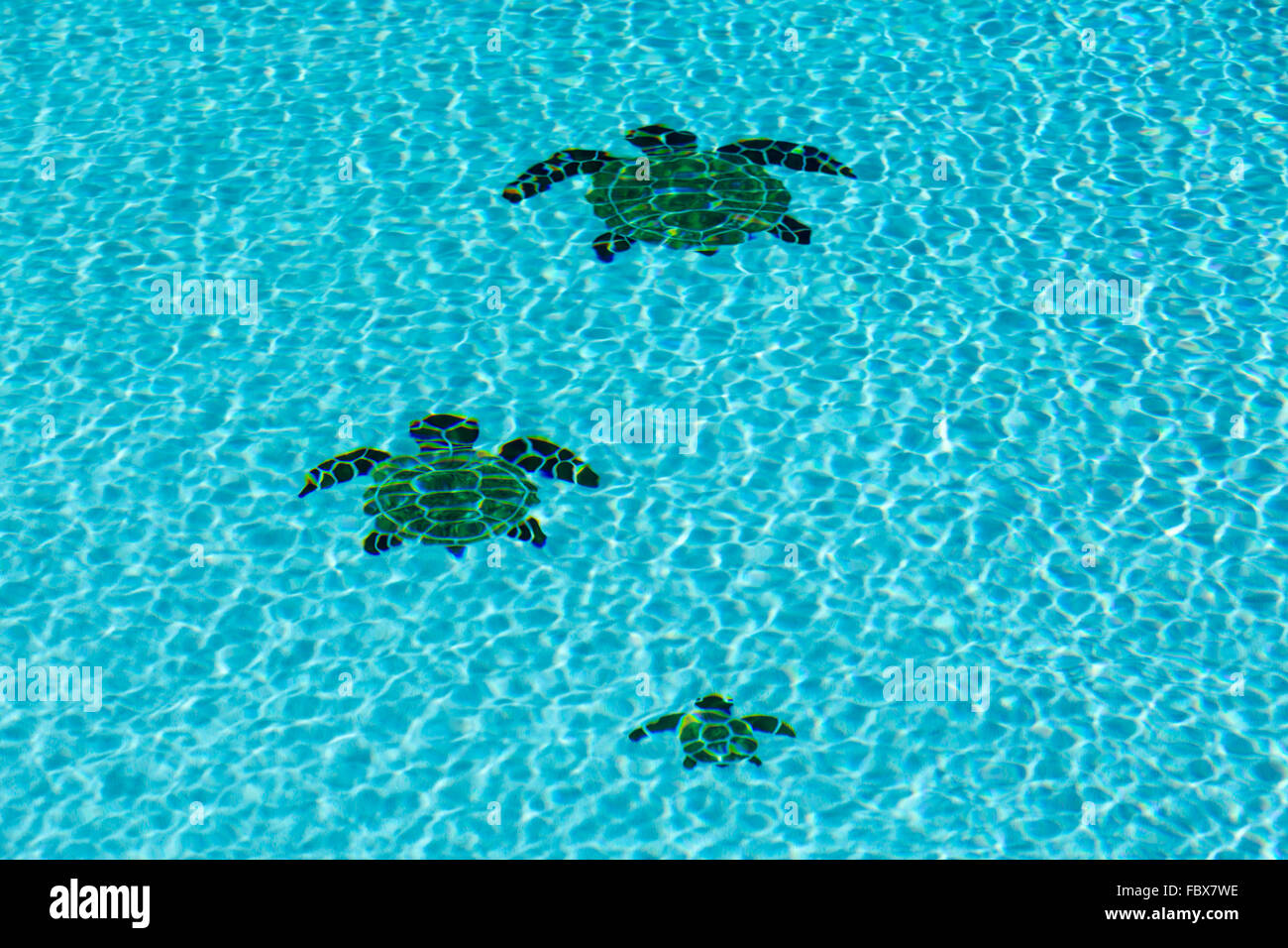 Three tiled turtles on bottom of swimming pool Stock Photo - Alamy