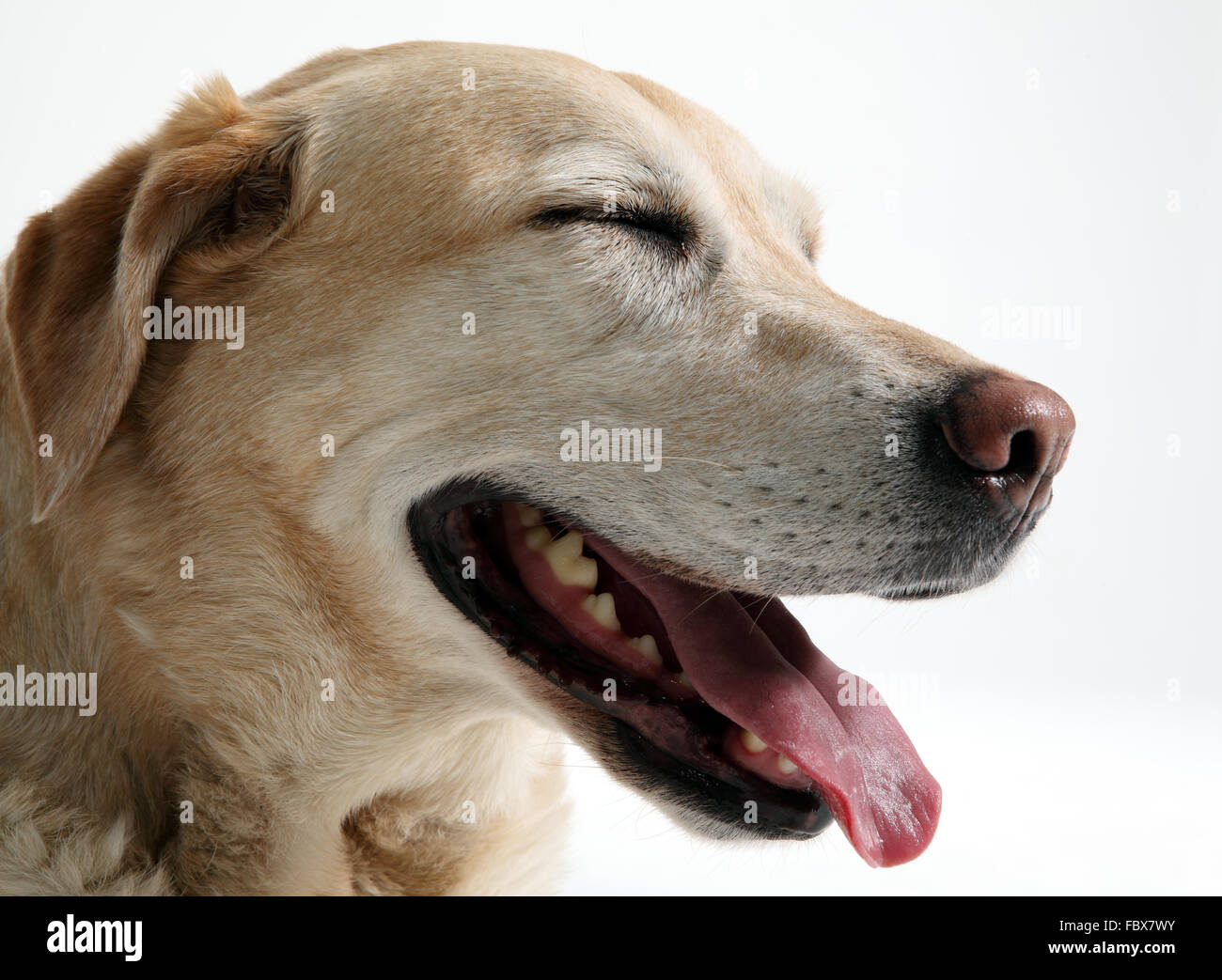 Labrador laugh hi-res stock photography and images - Alamy