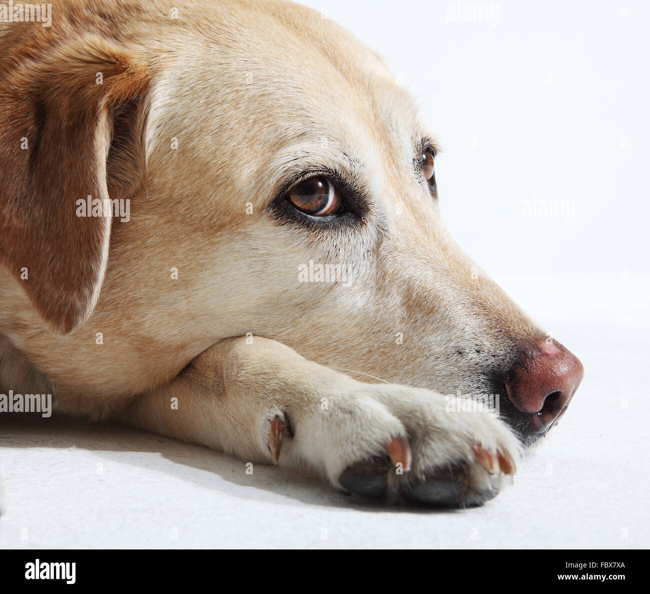 Labr hi-res stock photography and images - Alamy