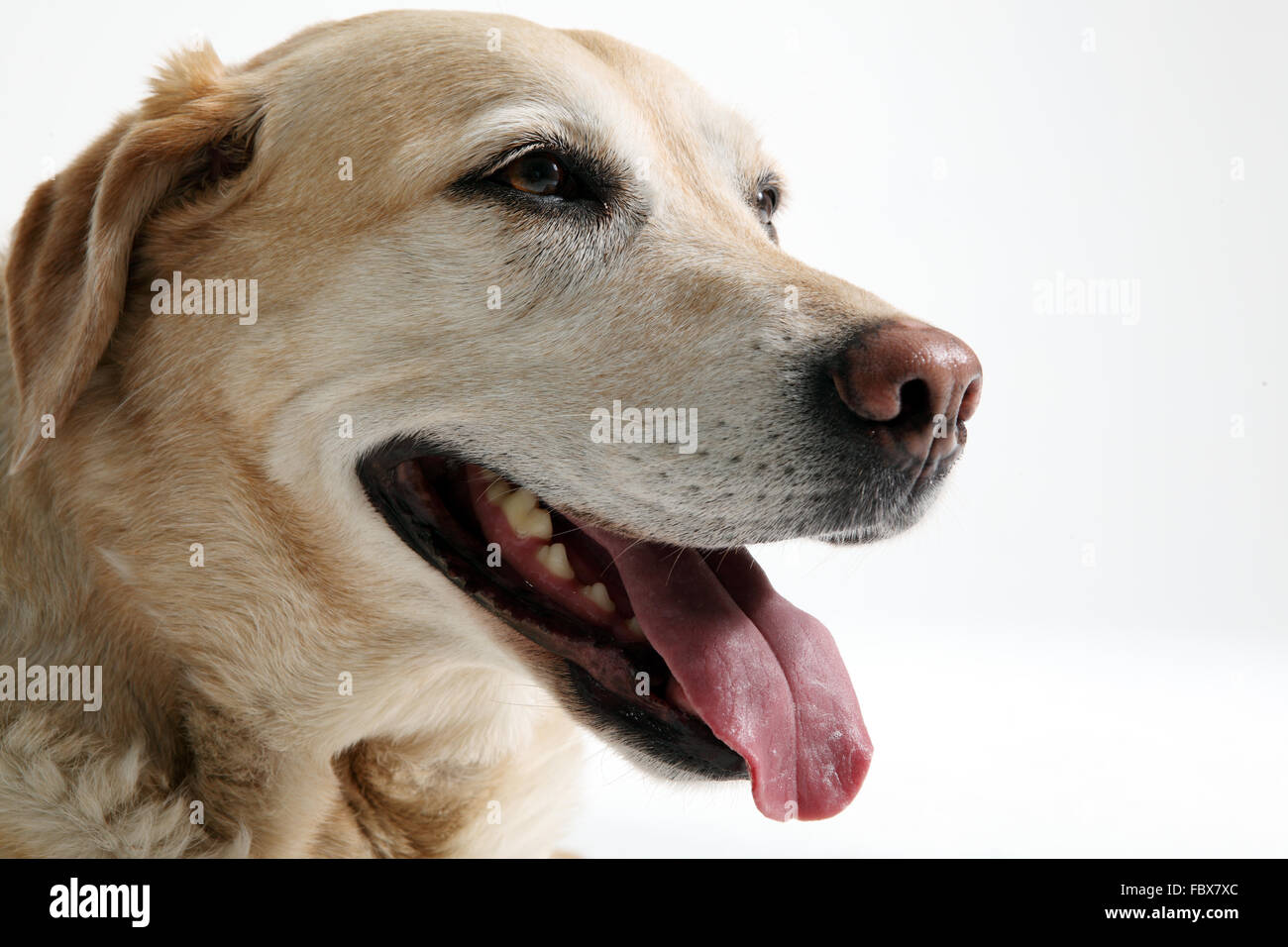 Labra dog hi-res stock photography and images - Alamy