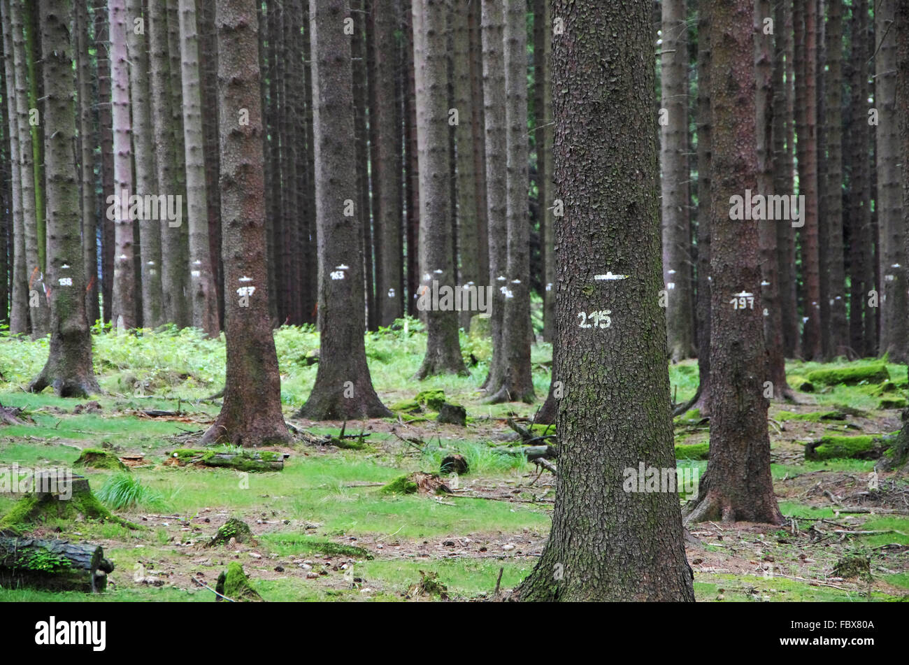 Fichte wood hi-res stock photography and images - Alamy