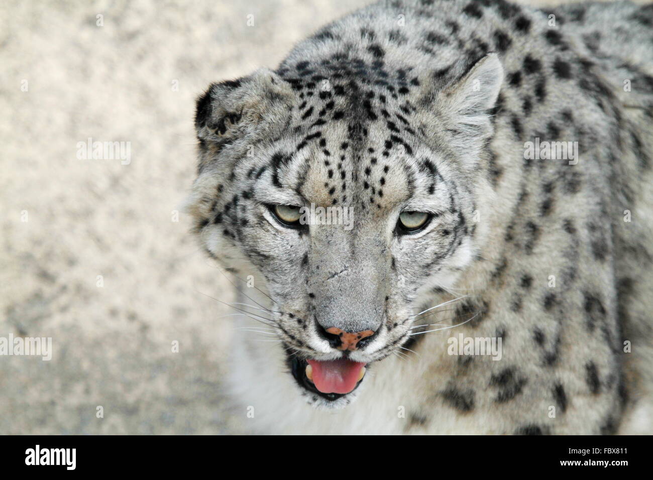 the rare snow leopard Stock Photo - Alamy
