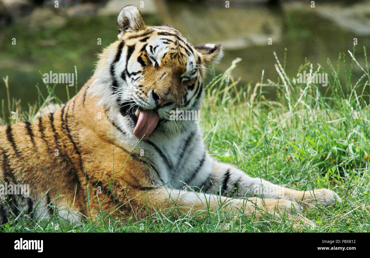 Sunda tiger hi-res stock photography and images - Alamy