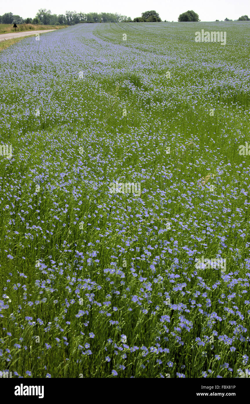 Flax fibers hi-res stock photography and images - Alamy
