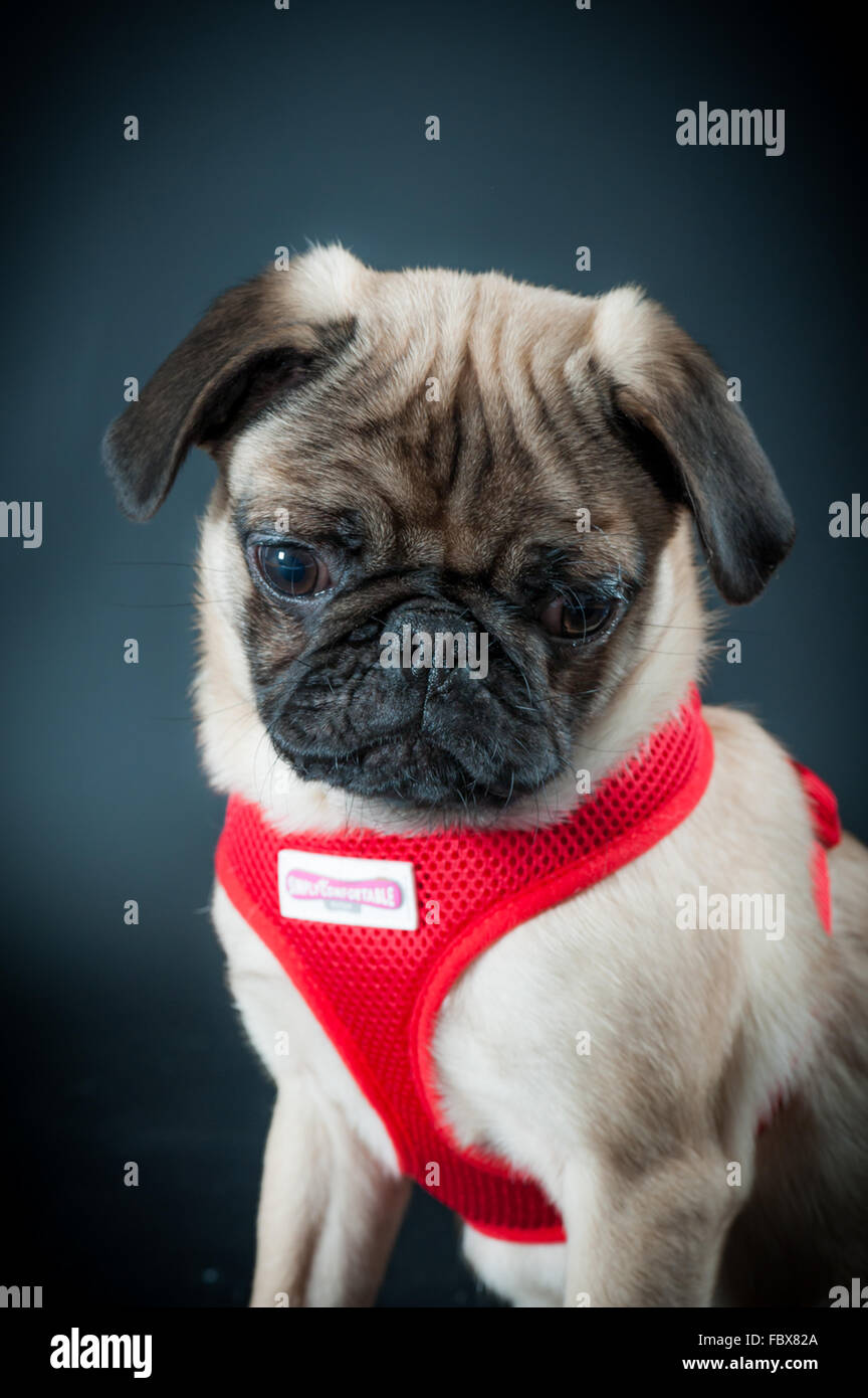 pug dog in a red harness Stock Photo - Alamy