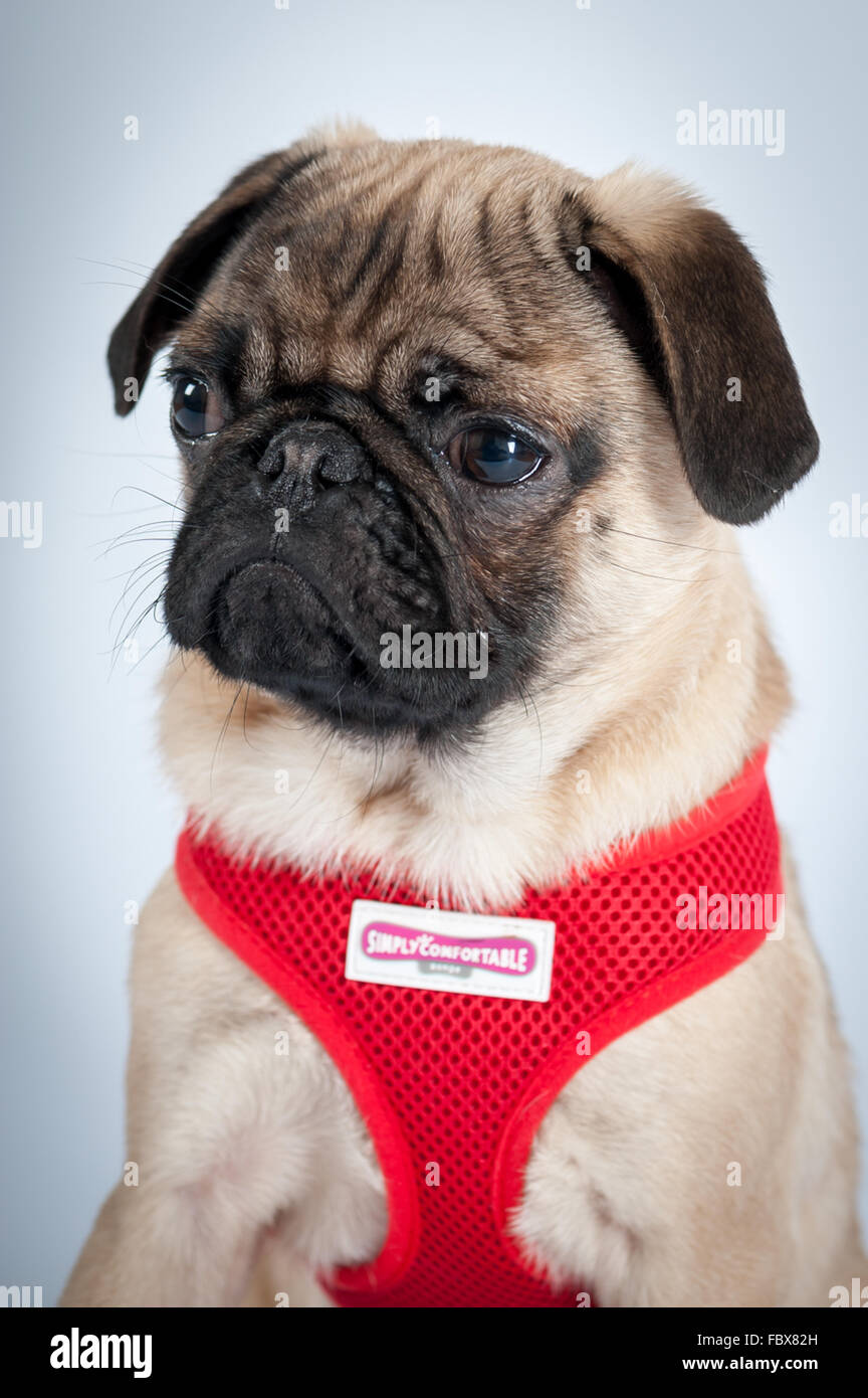 pug dog in a red harness Stock Photo - Alamy