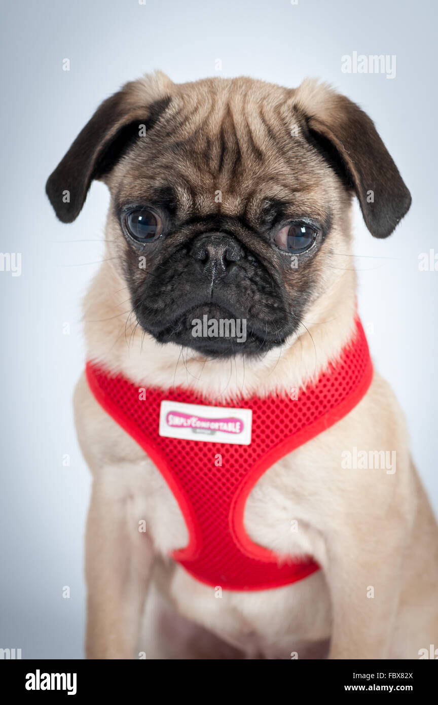 pug dog in a red harness Stock Photo - Alamy