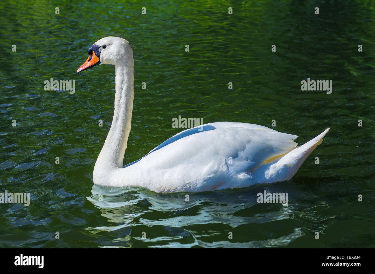 Swan on water Stock Photo - Alamy